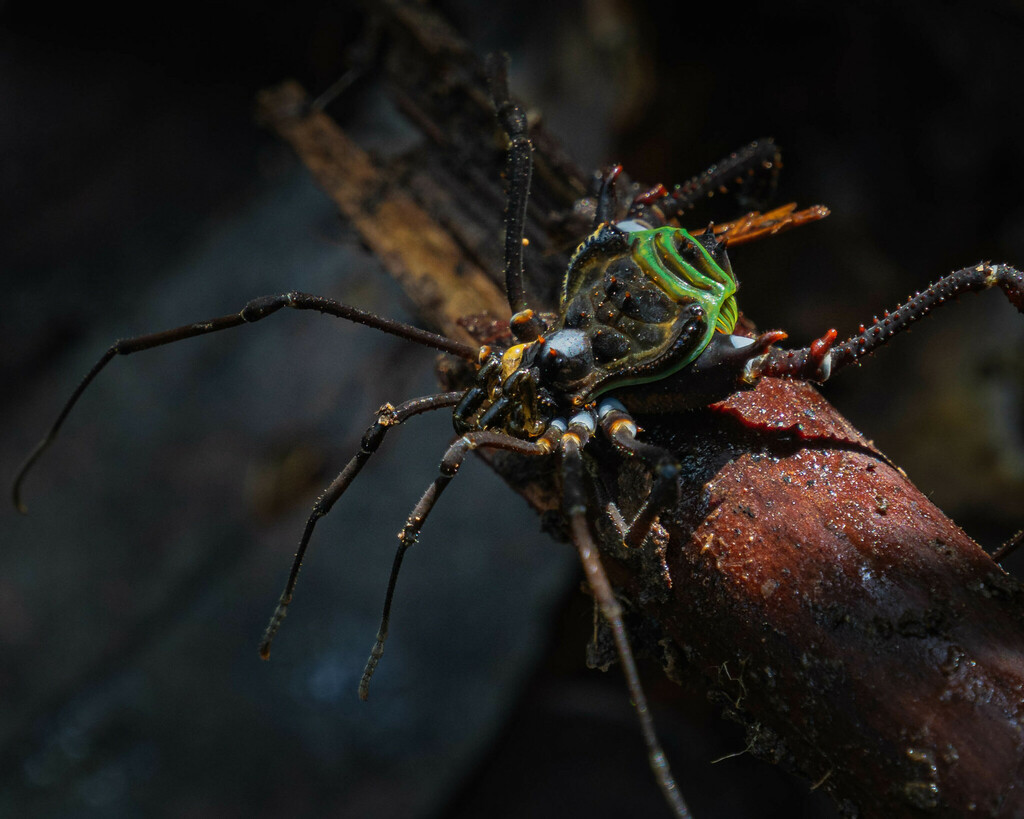 Sadocus polyacanthus from Los Laureles 222, Valdivia, Los Ríos, Chile ...
