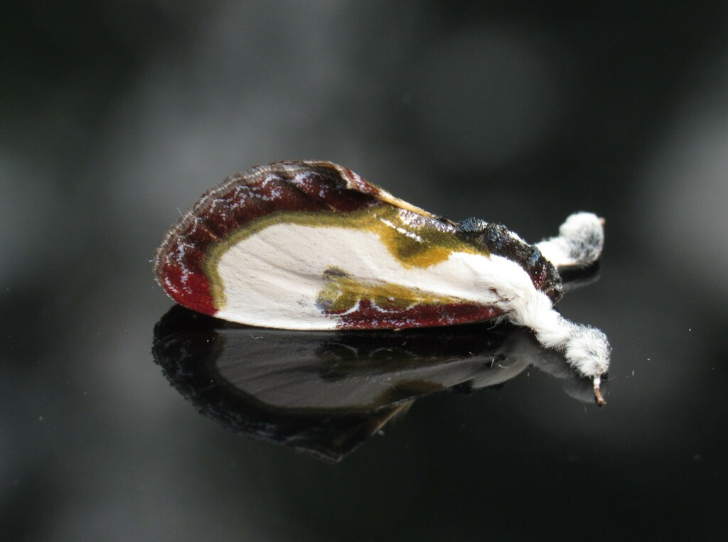 Beautiful Wood-nymph from Bellbrook, Greene County, OH, USA on June 27 ...