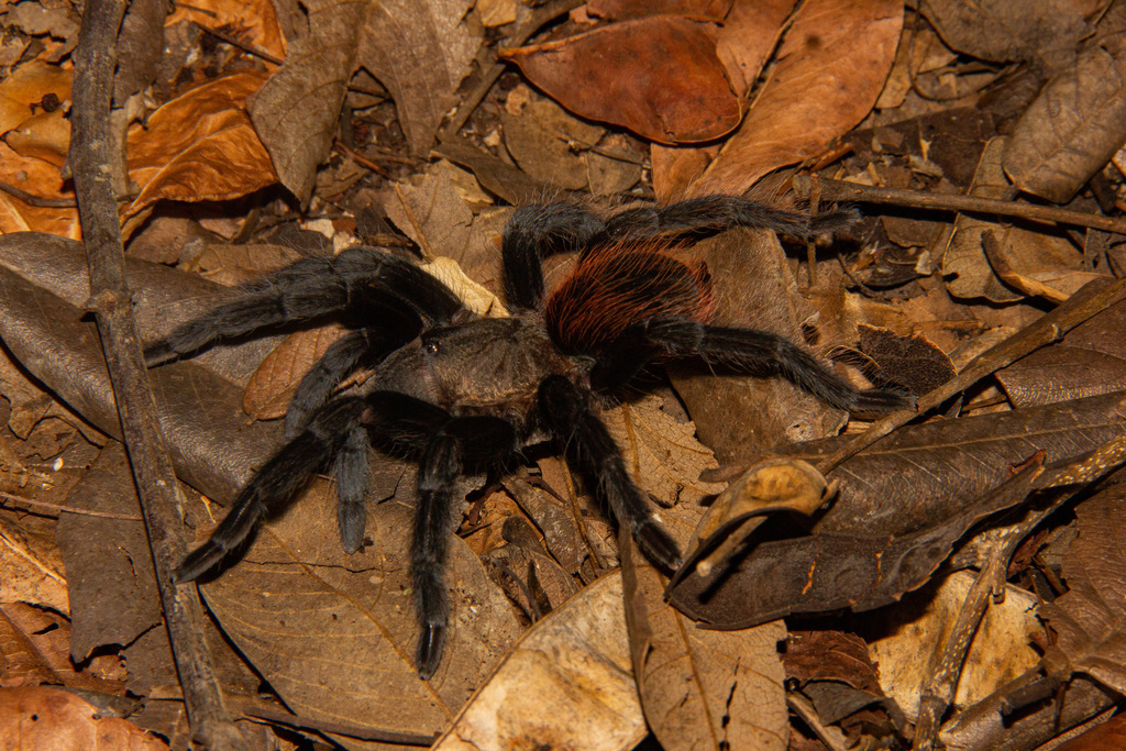 Yucatán Rust-rump Tarantula in June 2023 by Alberto Mejia-Paniagua ...