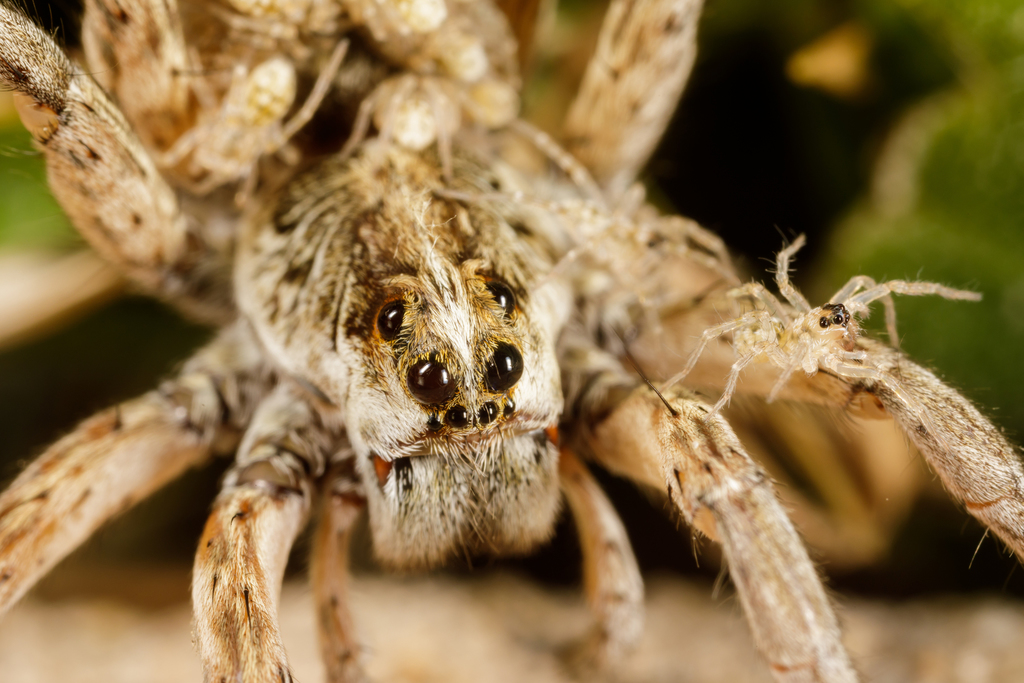 Hogna tigana from Kleberg County, TX, USA on November 7, 2018 at 09:11 ...