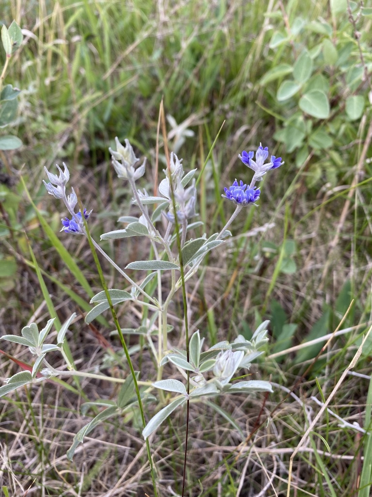 silvery scurfpea from Two Borders, MB, CA on June 27, 2023 at 07:22 AM ...
