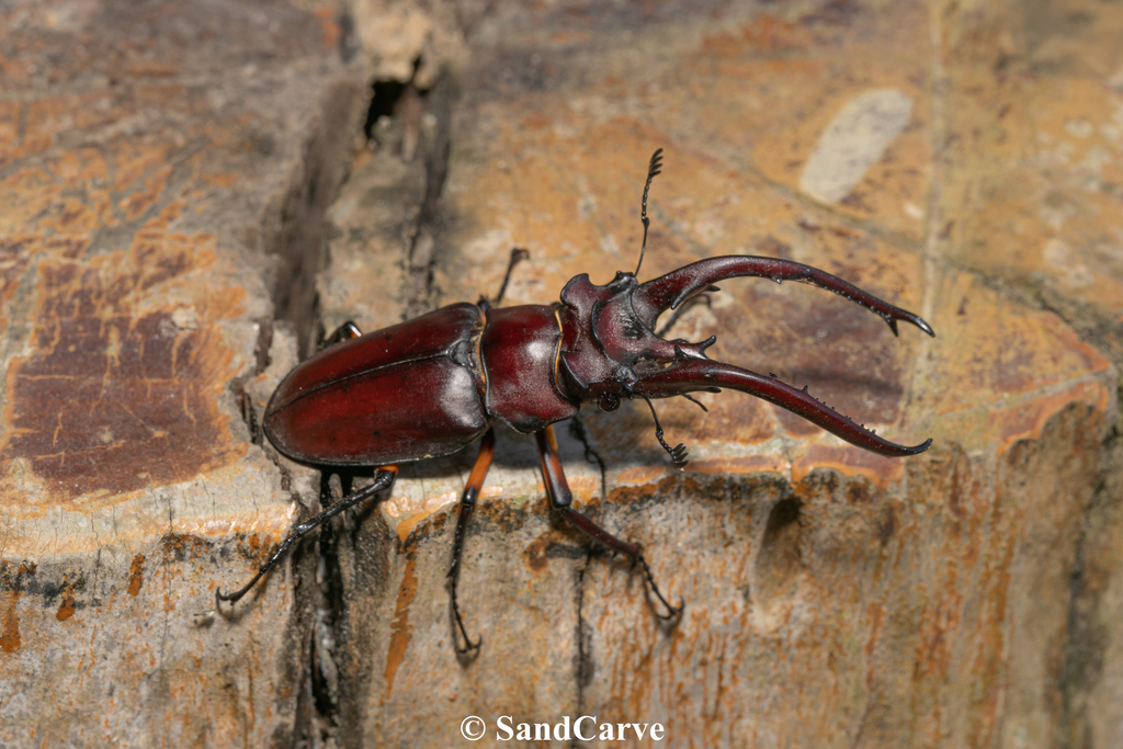 Lucanus hermani from 中国海南省乐东黎族自治县 on June 18, 2023 at 09:53 AM by ...