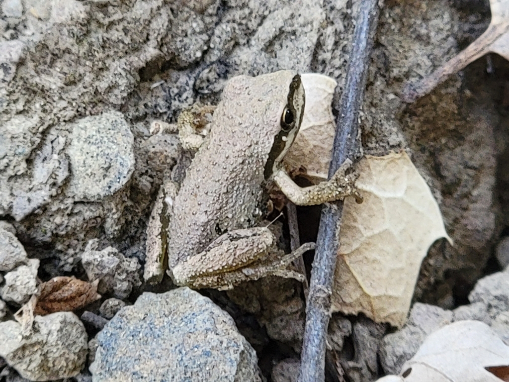 Sierran Tree Frog from Picchetti Ranch Open Space Preserve, Santa Clara ...