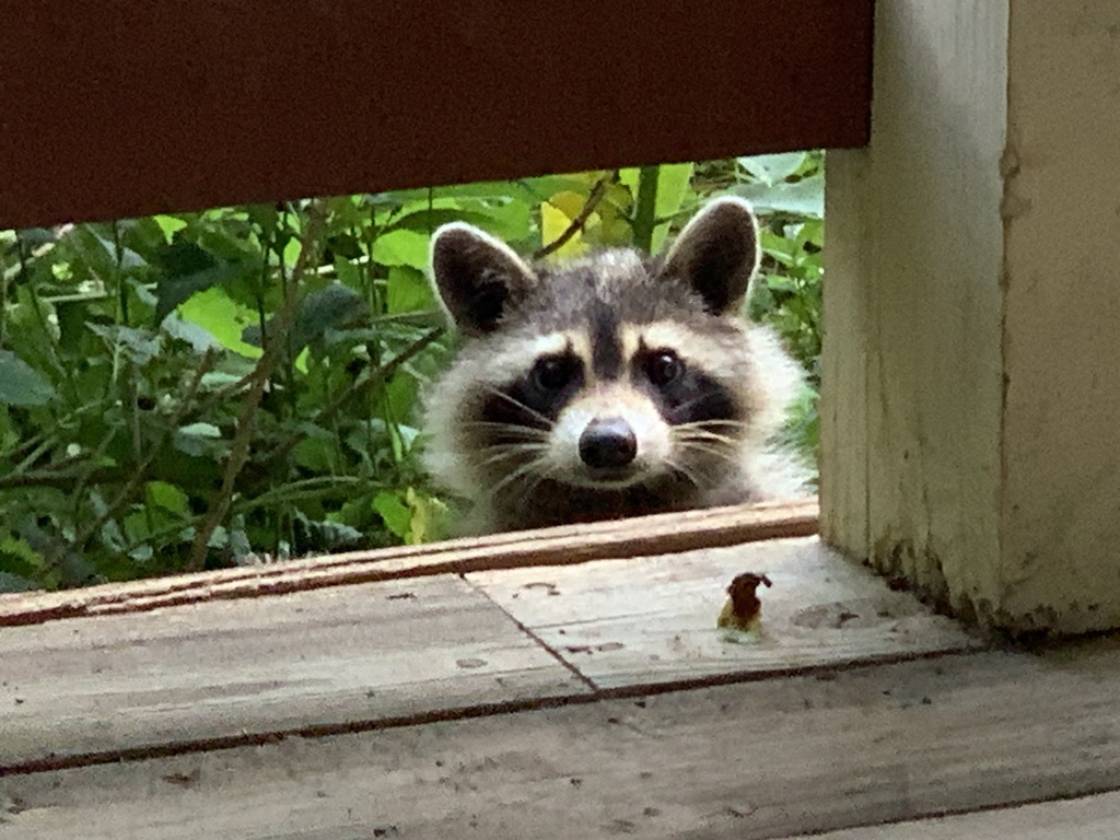 Common Raccoon from Steele Creek Park, Bristol, TN, US on June 28, 2023 ...