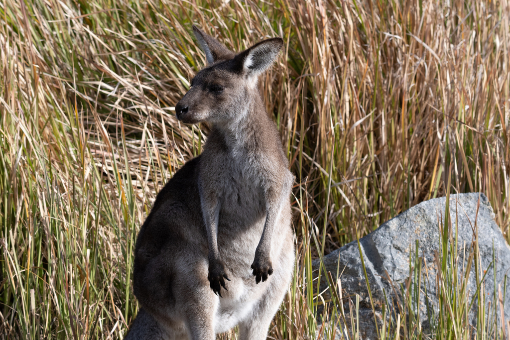 Red-necked Wallaby from Crescent Head NSW 2440, Australia on June 20 ...