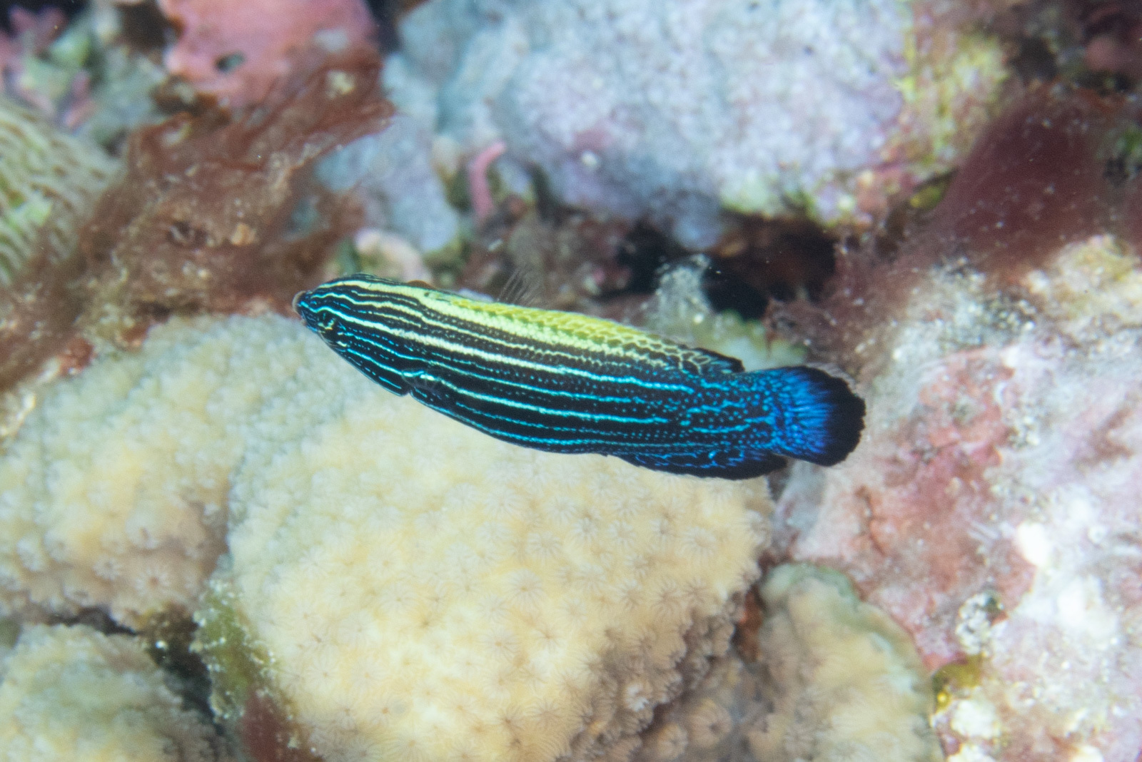 Labropsis xanthonota Randall, 1981