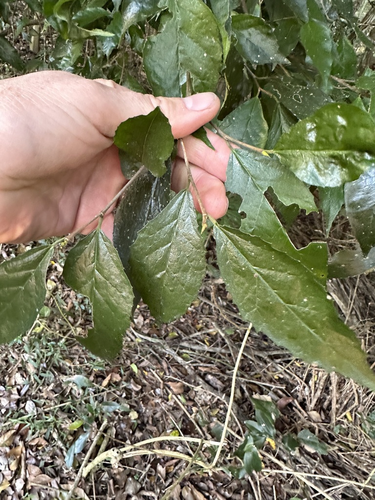 whalebone tree in June 2023 by cwelden_ecp · iNaturalist