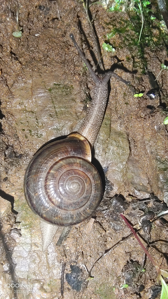 Camaenidae from Kunming, CN-YN, CN on June 22, 2023 at 10:57 PM by 游 ...