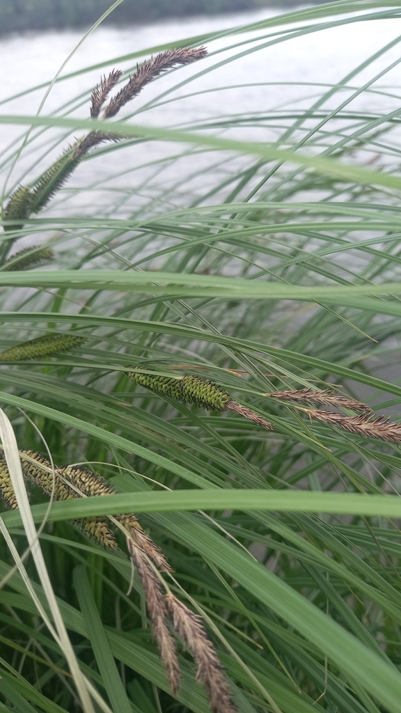 slender tufted-sedge from Респ. Бурятия, Россия, 670009 on June 24 ...