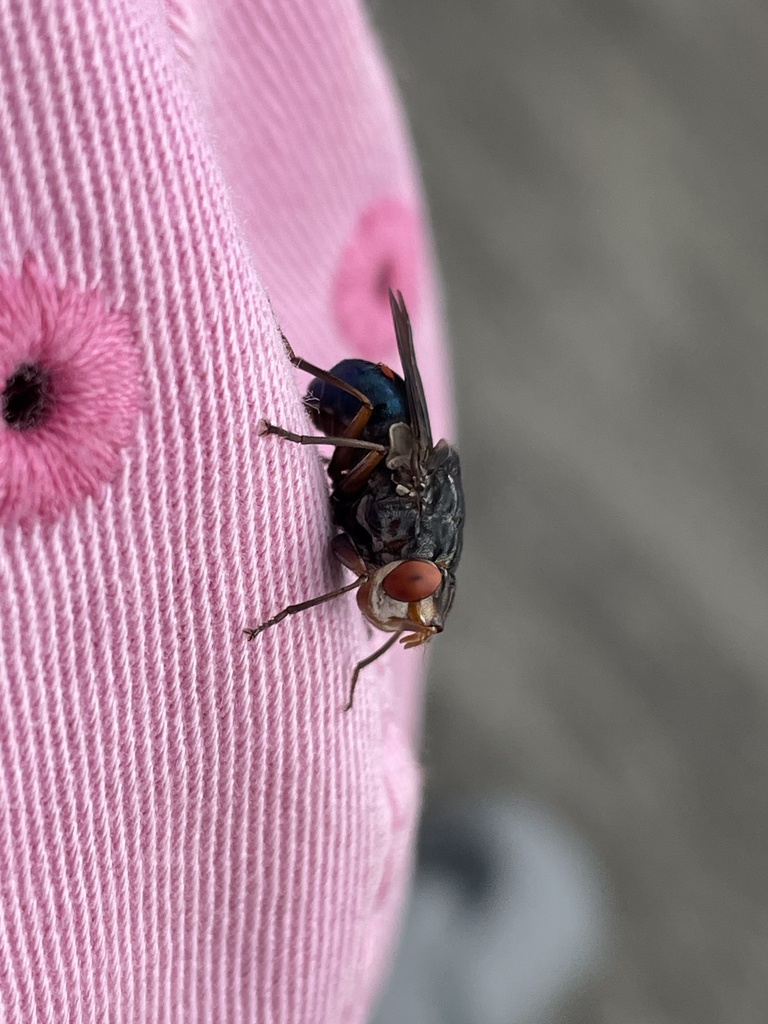 Human Botfly from Parque Nacional Volcán Arenal, San Carlos, Alajuela ...