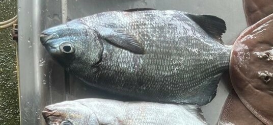 Red-bellied Pacu from Hualien, TW-TA, TW on January 10, 2023 at 10:57 ...