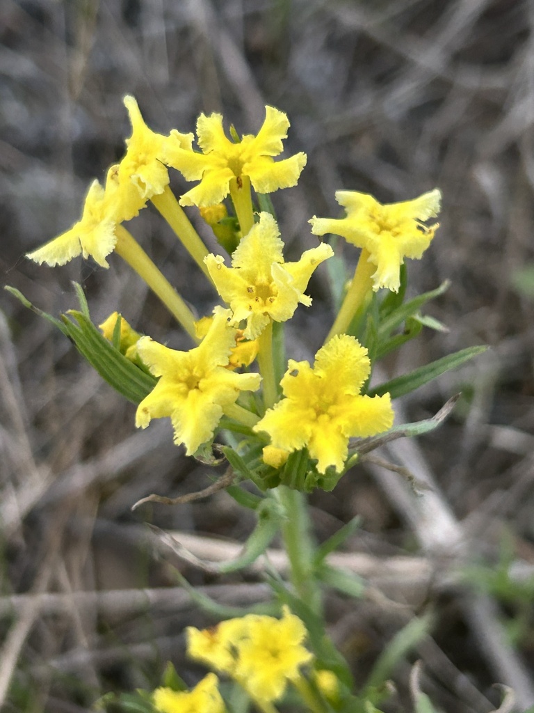 narrowleaf puccoon from Hastings, MN, US on May 24, 2023 at 08:39 PM by ...