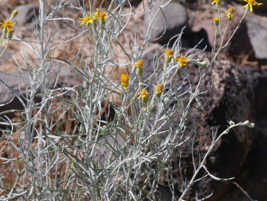 threadleaf groundsel from Delta County, CO, USA on June 26, 2023 at 10: ...