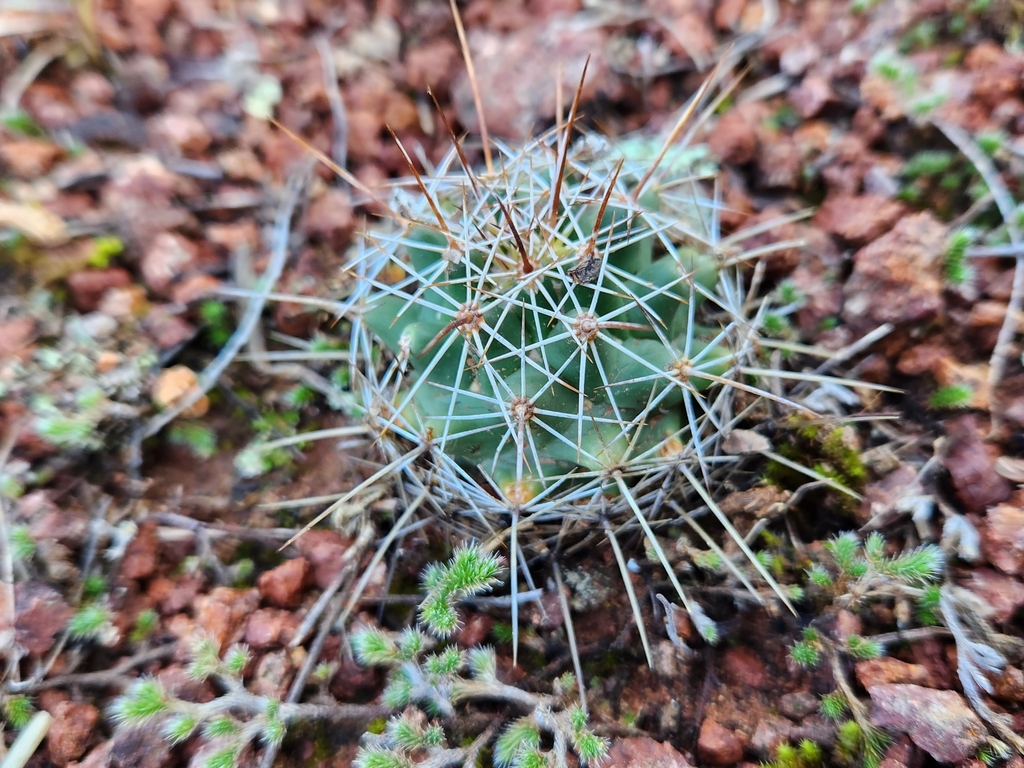 Coryphantha clavata clavata from El Jaralito on June 8, 2023 at 07:08 ...