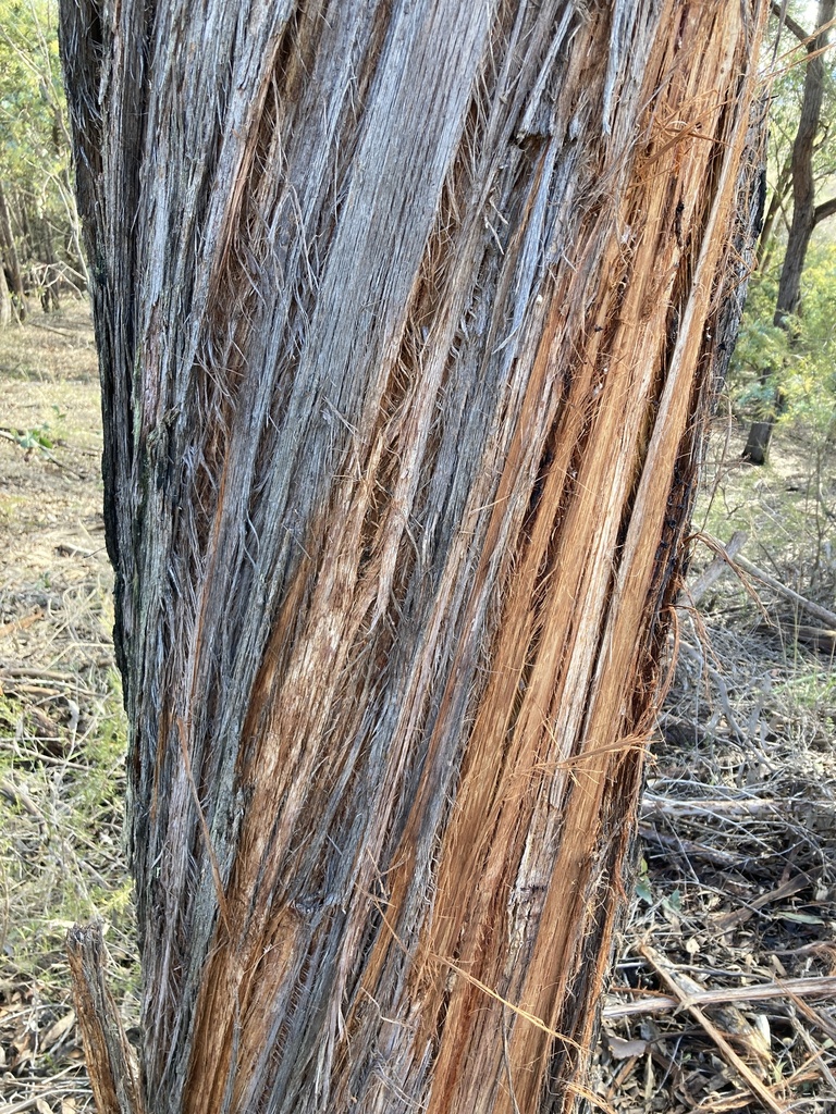 Red Stringybark from Woodstock Nature Reserve, Strathnairn, ACT, AU on ...