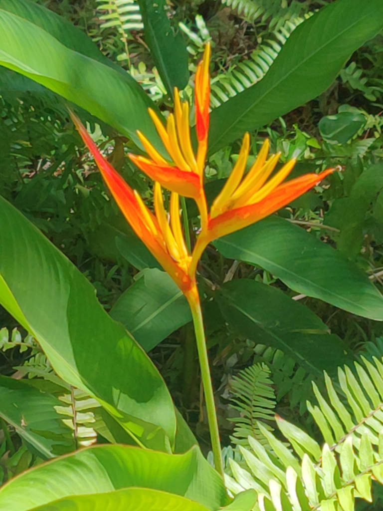 Parrot's Beak from 海南省海口市美兰区北海岸 on June 29, 2023 at 11:34 AM by duik ...