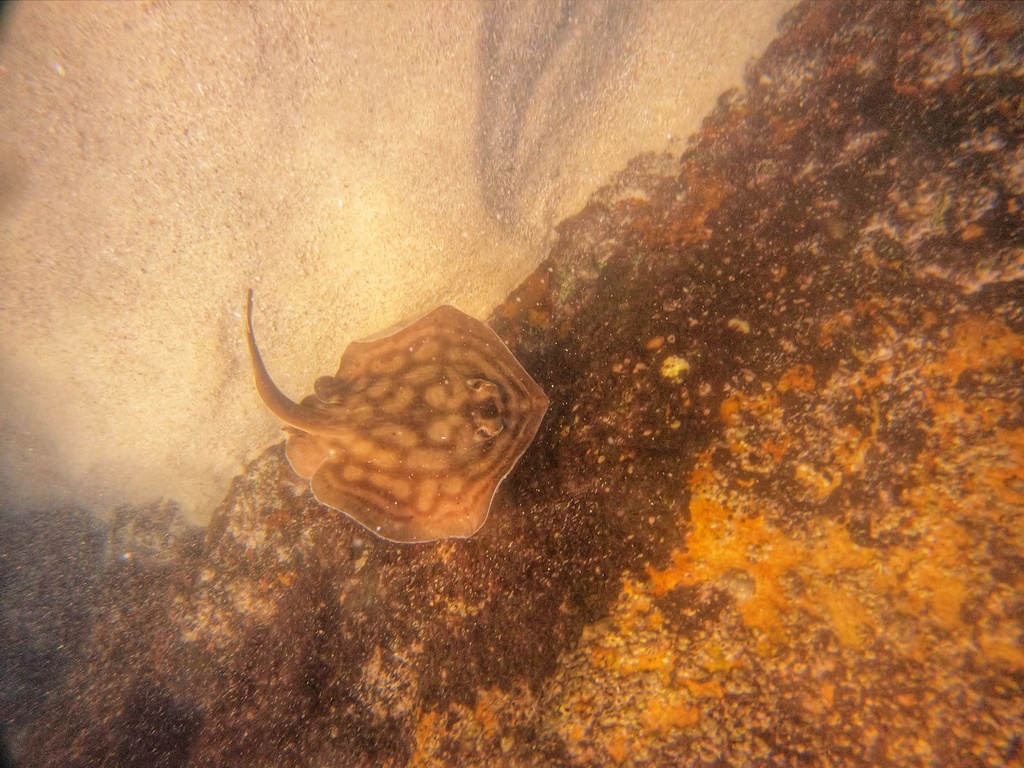 Bullseye Round Stingray from El Bledito, MX on June 28, 2023 at 06:11 ...