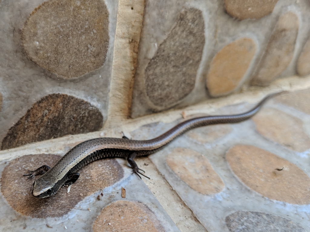 Brown Forest Skink from Unnamed Road, Provincia de Puntarenas, Quepos ...