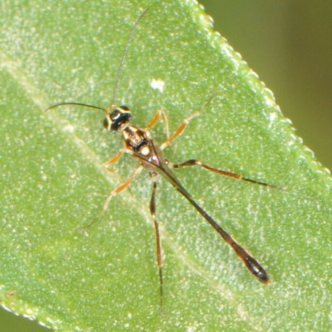 Anomalon in June 2023 by Elliott Gordon · iNaturalist