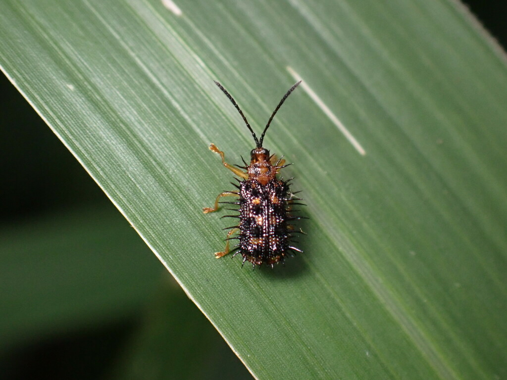 Dactylispa filiola from Liyanwela, Sri Lanka on June 17, 2023 at 06:44 ...