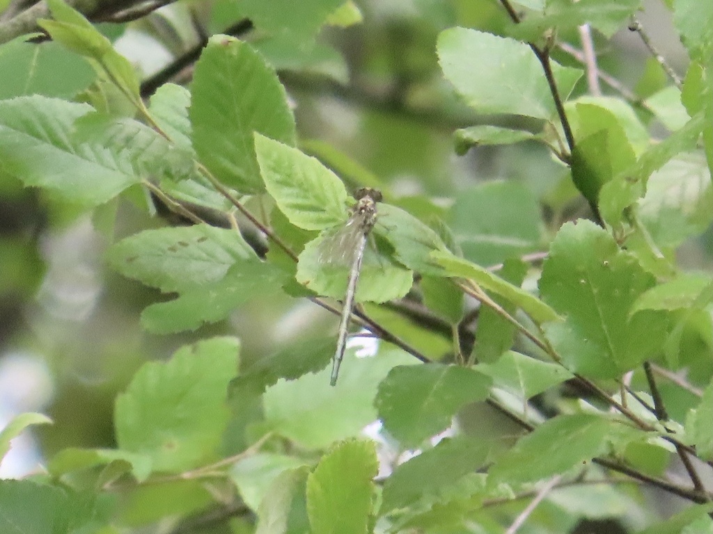 Arrow Clubtail in June 2023 by Josh Emm. S9 very long? · iNaturalist