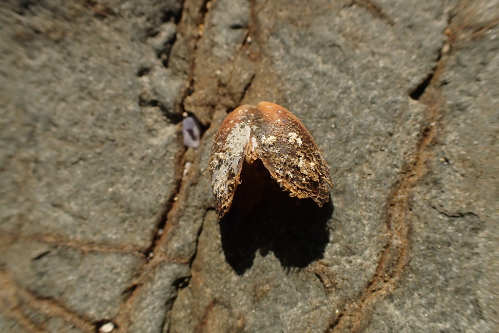 Modiolus from Emerald Beach NSW 2456, Australia on June 29, 2023 at 02: ...