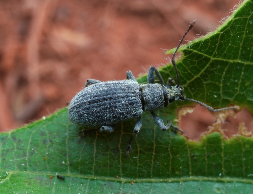 Asian Oak Weevil from 云南省普洱市思茅区普洱亚太森林组织基地 on April 18, 2023 at 04:49 PM ...