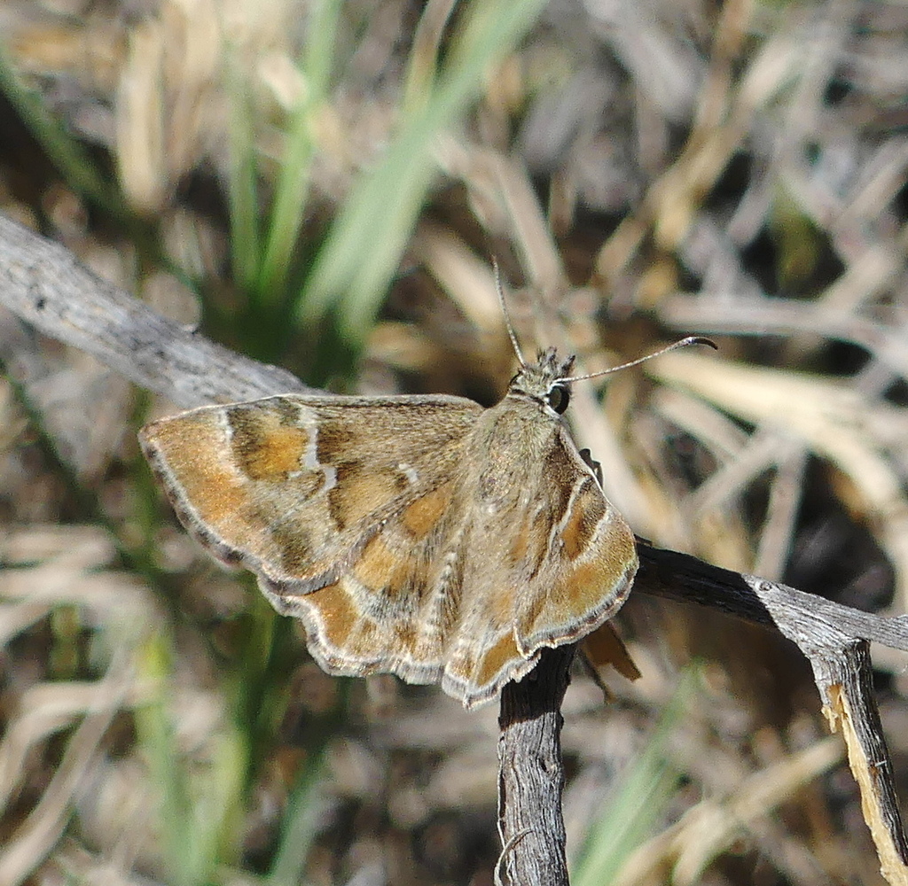 Arizona Powdered-Skipper from Big Morongo Canyon Preserve San ...