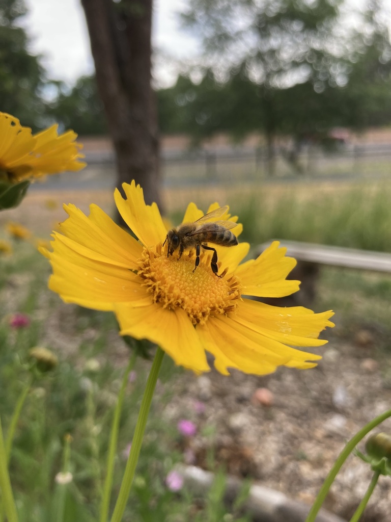 Western Honey Bee in June 2023 by Hannah. on coreopsis · iNaturalist