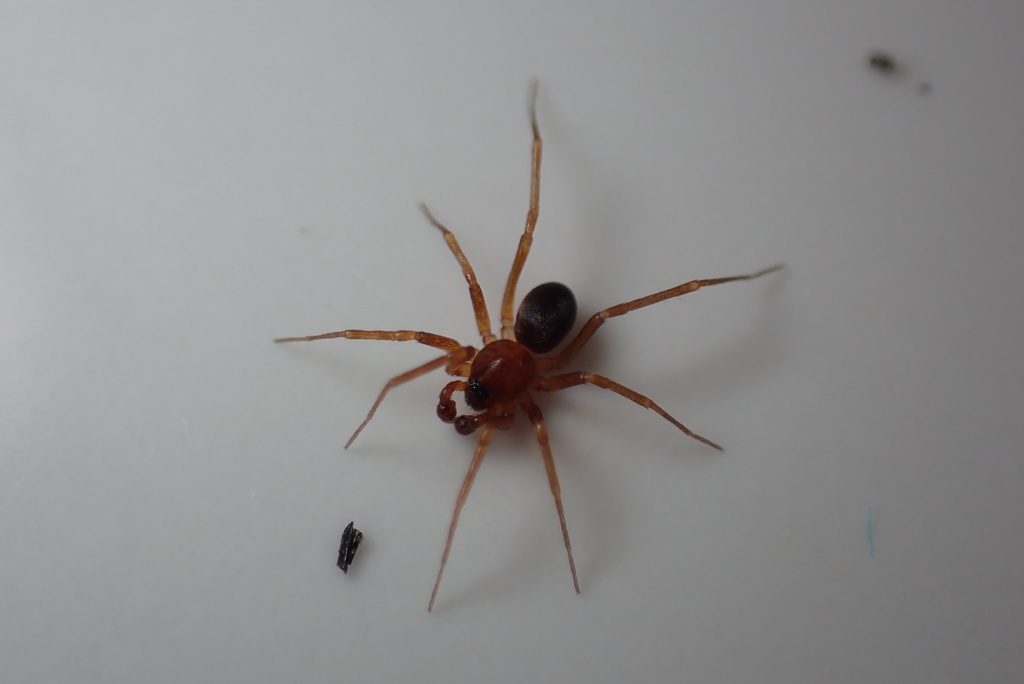 European Ant-eating Spider in June 2023 by Zach Hawn · iNaturalist