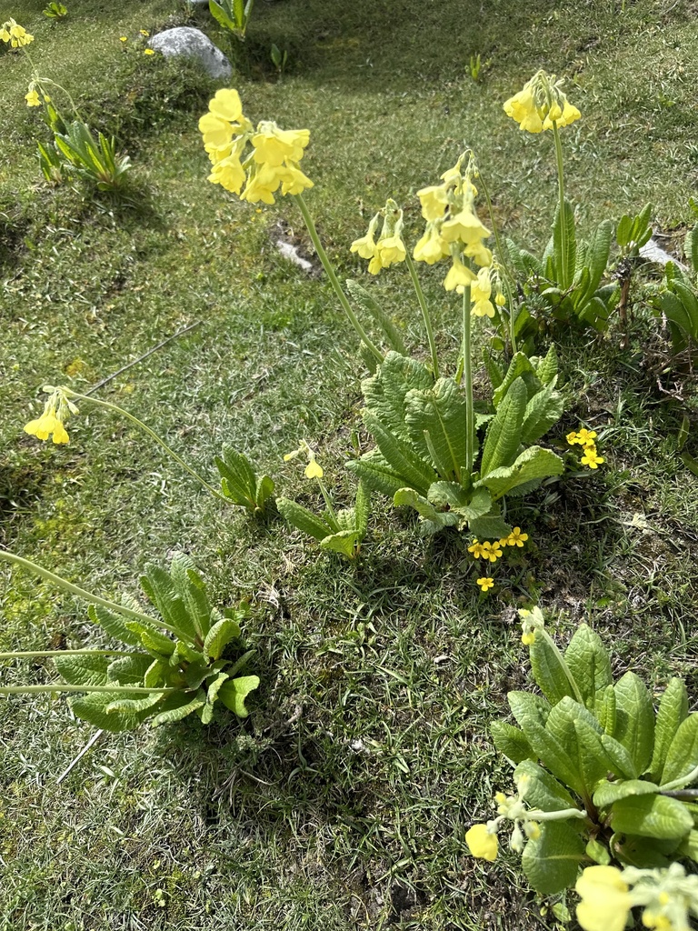 Sikkim Cowslip from Sagarmatha, NP on June 27, 2023 at 09:04 AM by ...
