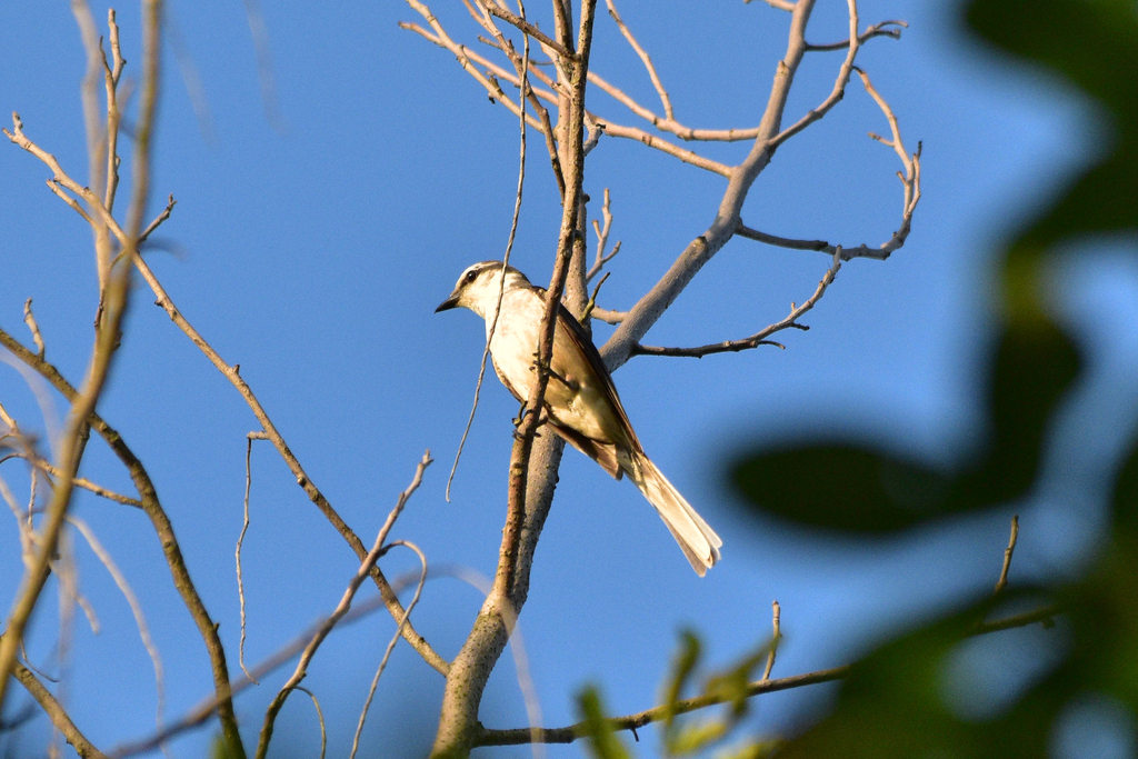 Brown-rumped Minivet from 中国浙江省杭州市西湖区 on June 28, 2023 at 06:13 PM by ...