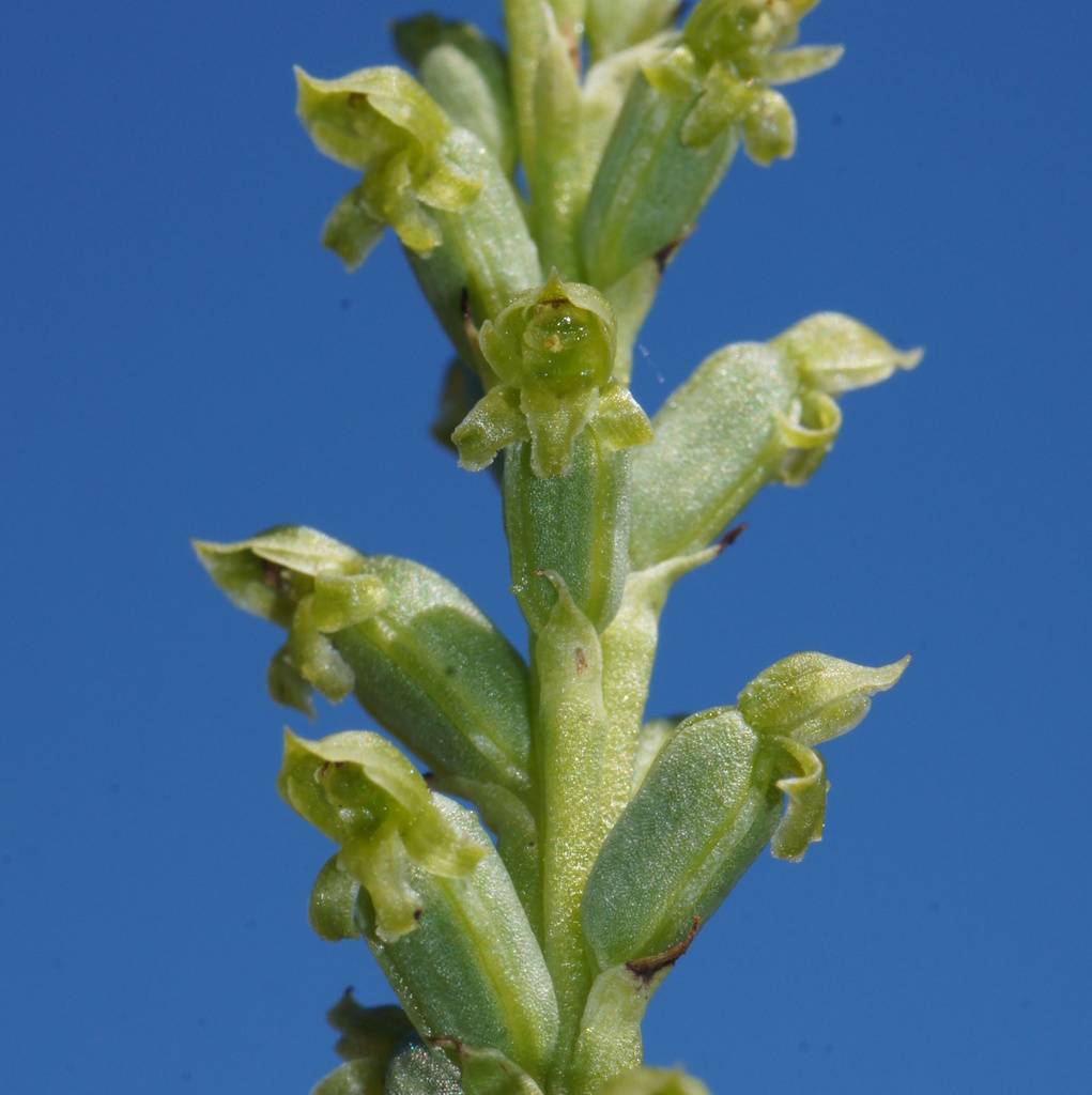 slender onion-orchid from Boorhaman VIC 3678, Australia on November 1 ...