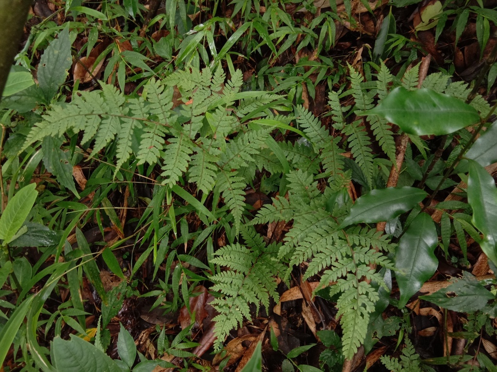 Athyrium arisanense from 台灣嘉義縣 on August 15, 2020 at 12:33 PM by Zin ...