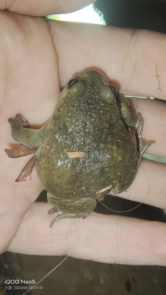 Verrucous Digging Frog from Kunming, CN-YN, CN on June 20, 2023 at 09: ...