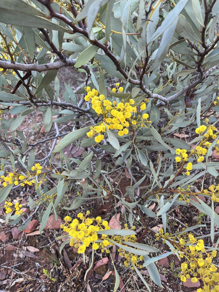 Notable Wattle from Flinders Ranges, SA, AU on June 29, 2023 at 04:07 ...