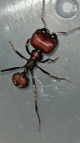 Messor cephalotes · iNaturalist United Kingdom