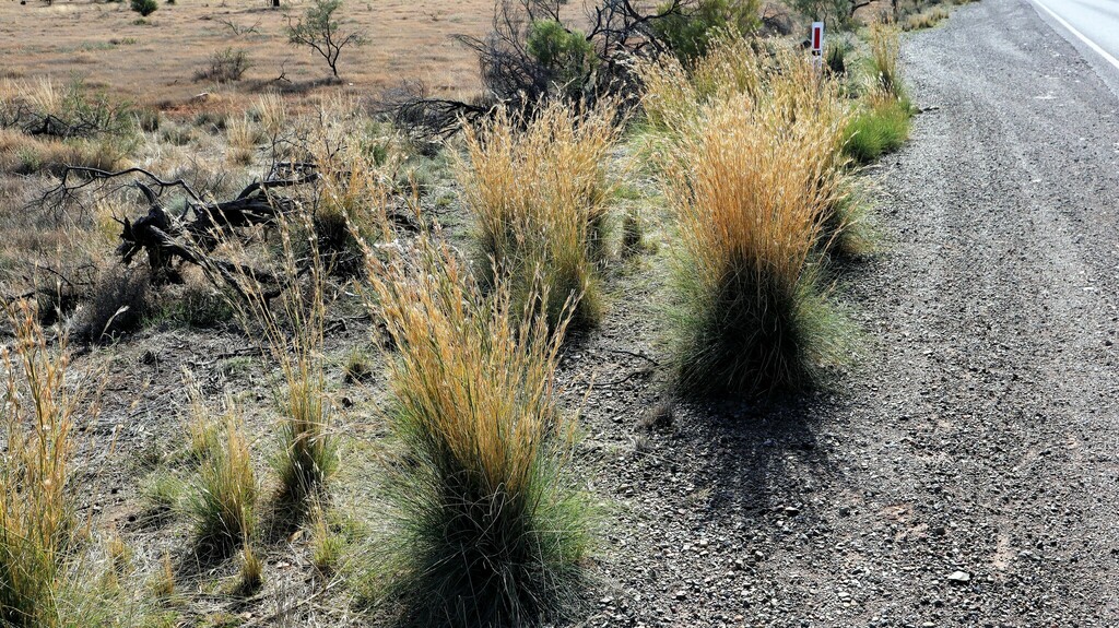 Lemon Grass from Wilpena, Flinders Ranges SA 5434, Australia on May 8 ...