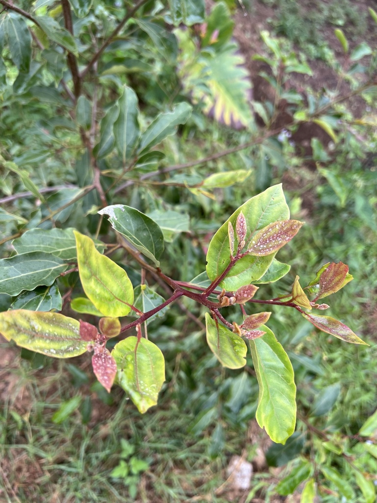 Tropical Quince from Kilolo, TZ on June 29, 2023 at 11:51 AM by ...
