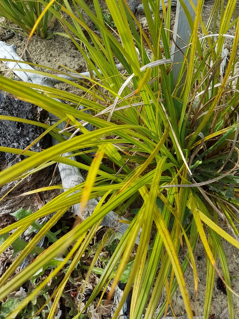Cutty Grass from 111 Avon Rd, Clifton, Invercargill 9812, New Zealand ...