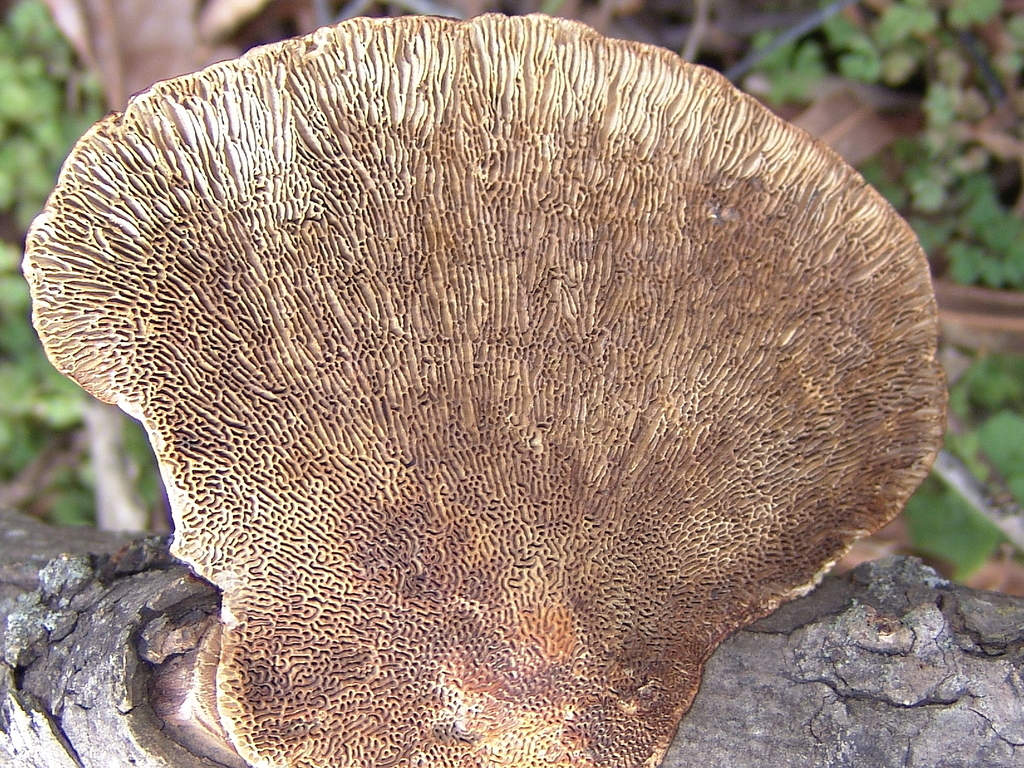 Thin-walled Maze Polypore from Arkansas, Mississippi county, 7 Mile ...
