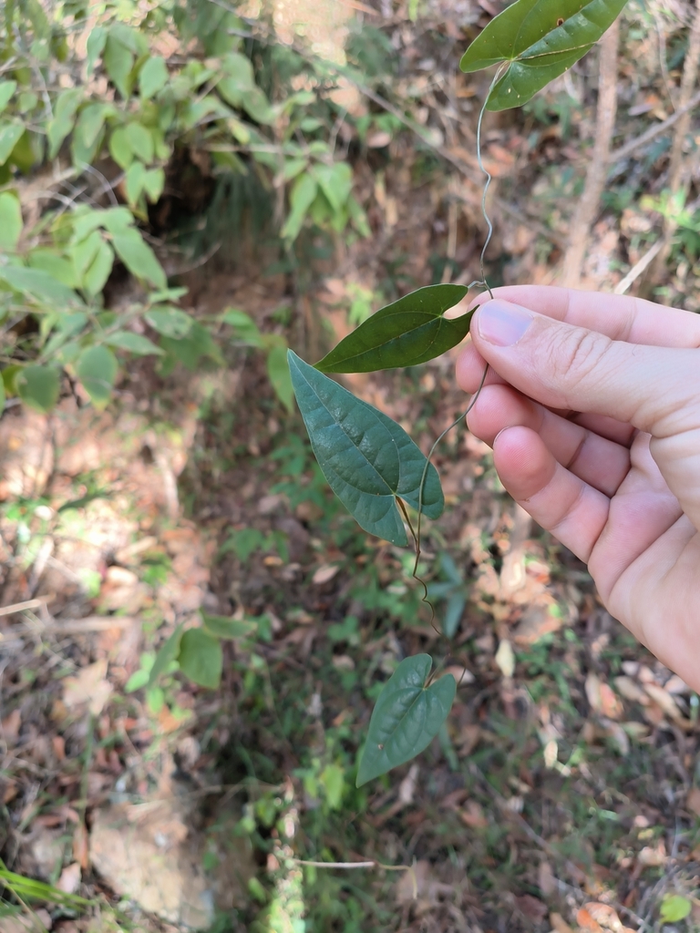 Common Yam Vine from Fitzroy - Pt B, AU-QL, AU on June 29, 2023 at 08:59 AM by benmackenzie ...