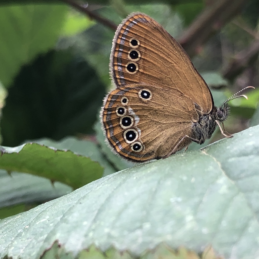 False Ringlet in June 2023 by simone_melillo · iNaturalist