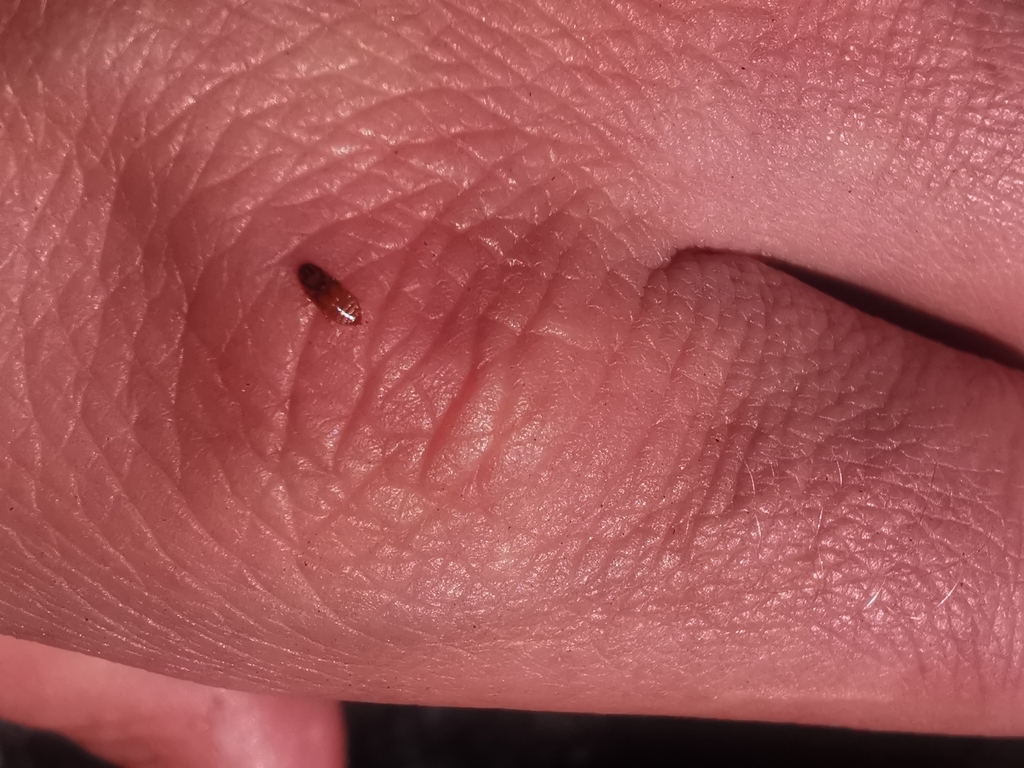 Beaver Beetle from Gnr 200 Bnr 27, 4473 Kvinlog, Norge on April 22 ...