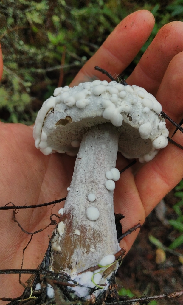Hypomyces microspermus (Jacks Peak Fungi) · iNaturalist
