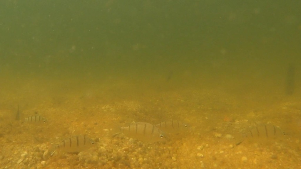 Barred Grunter from Gulung Mardrulk NT 0852, Australia on June 3, 2018 ...