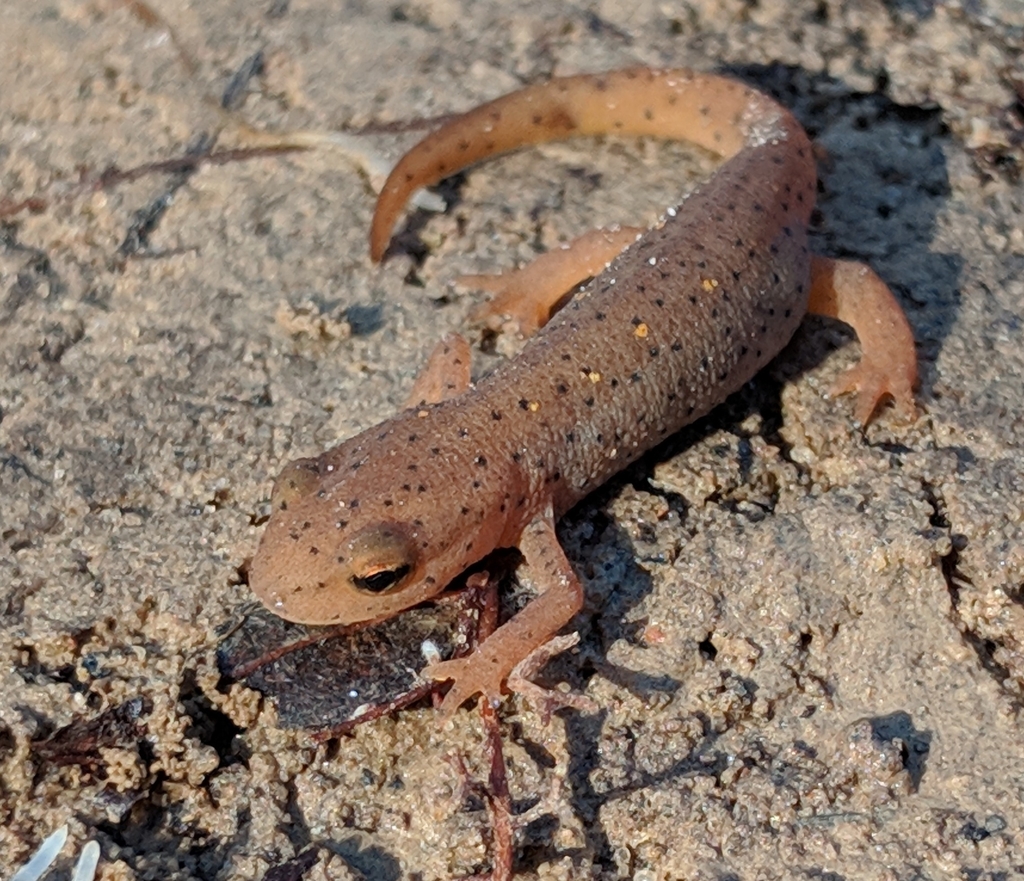 Central Newt from 2300 Bob McGowen Rd, Shepherd, TX 77371, USA on ...