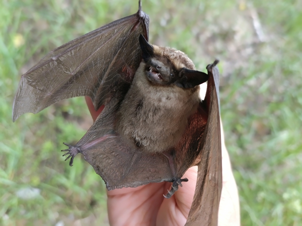 Particoloured Bat from Novosibirskiy rayon, RU-NS, RU on June 29, 2023 ...