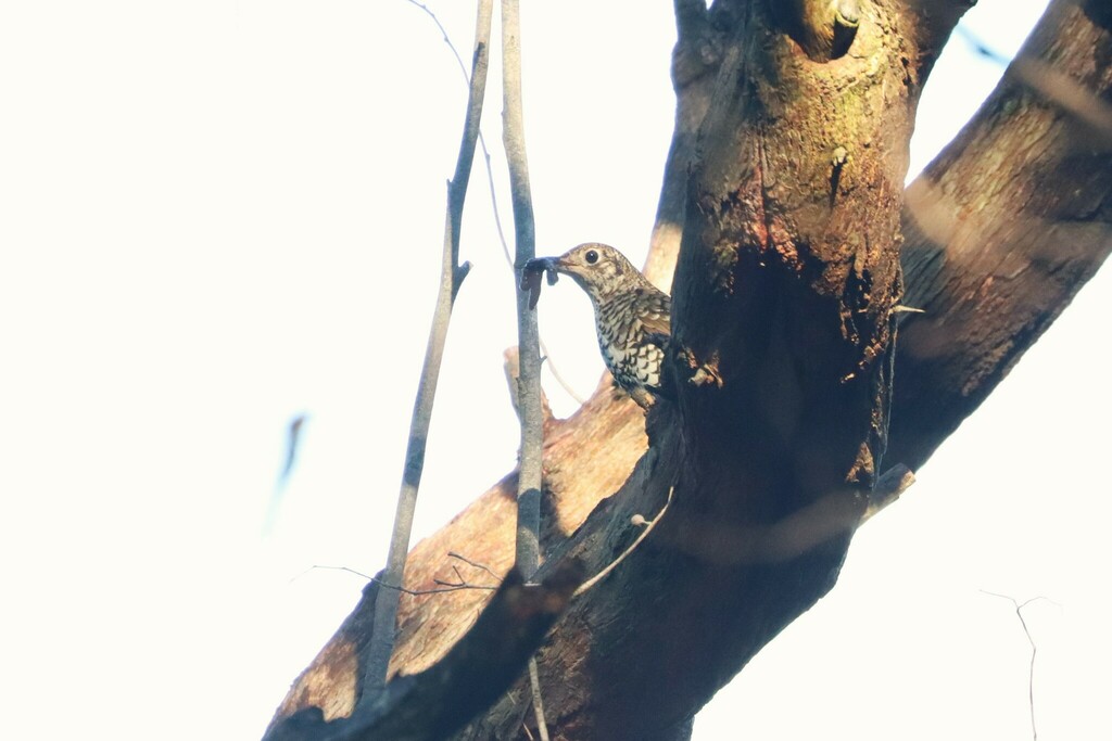 South Australian Bassian Thrush from Inman Valley SA 5211, Australia on ...