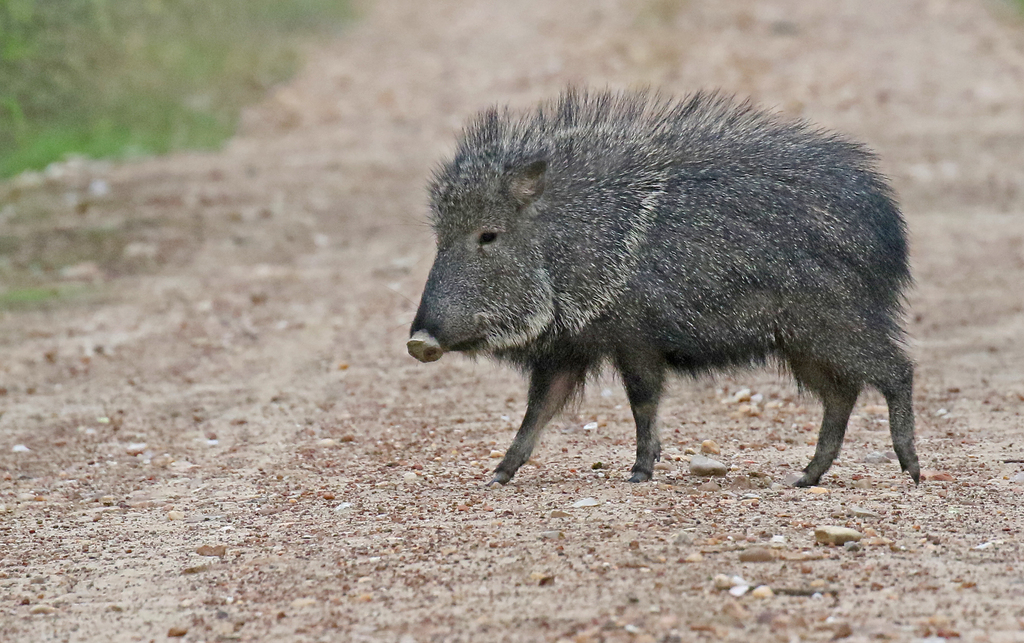 Suids and Peccaries (Suina) - Know Your Mammals